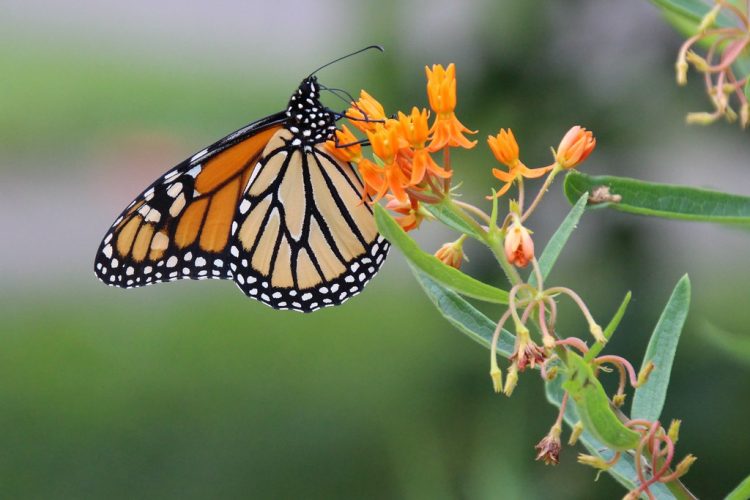 The life and times of monarchs | News, Sports, Jobs - Observer Today